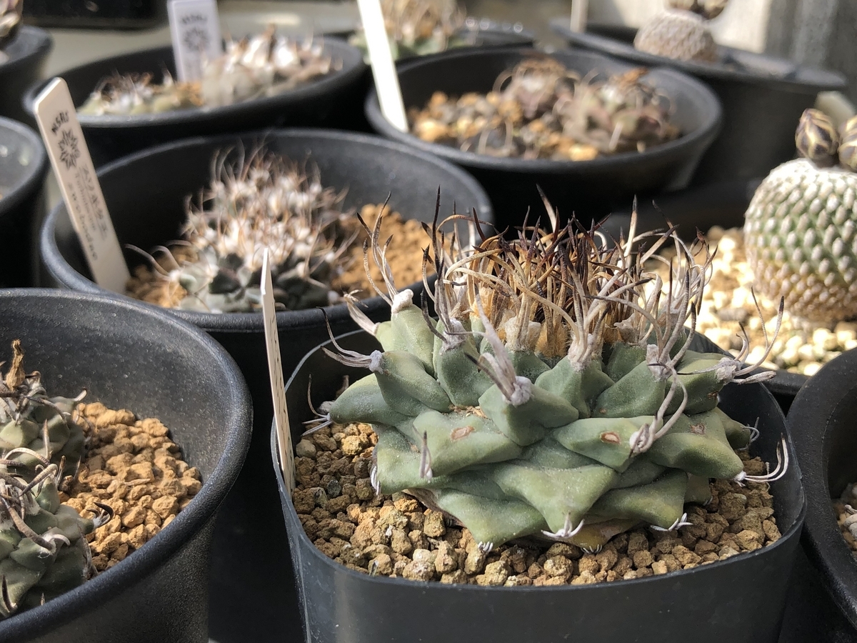 事情 - cactuspower サボテン日記