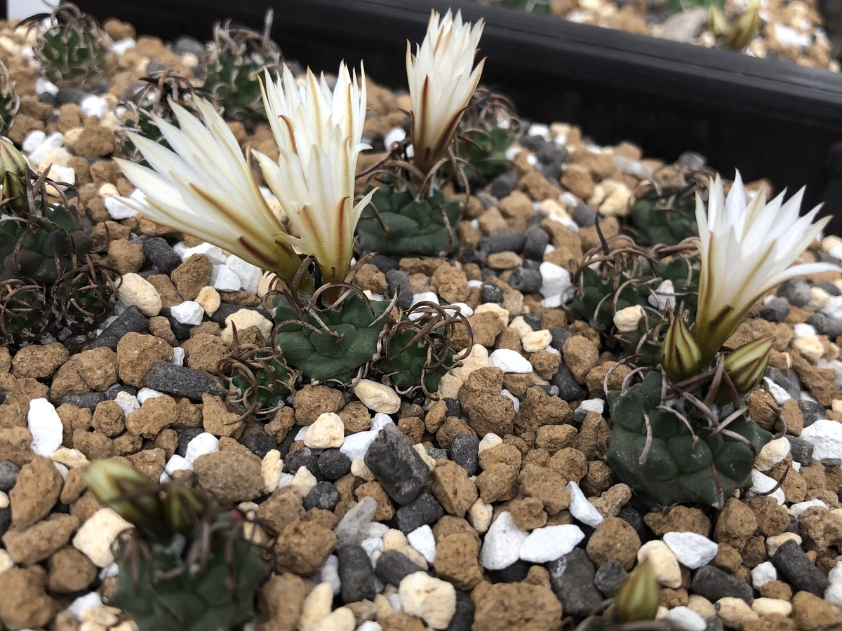 咲いた - cactuspower サボテン日記