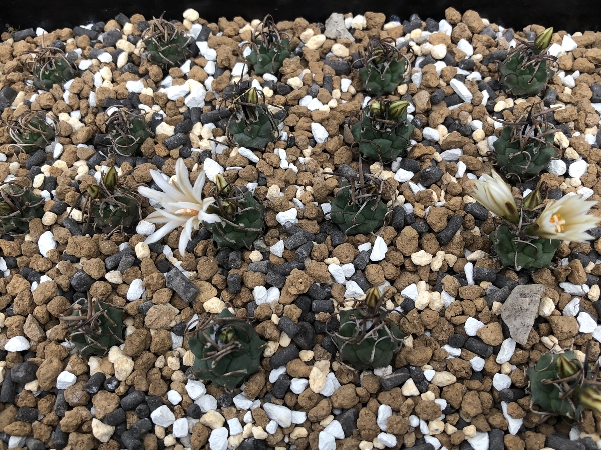 咲いた - cactuspower サボテン日記