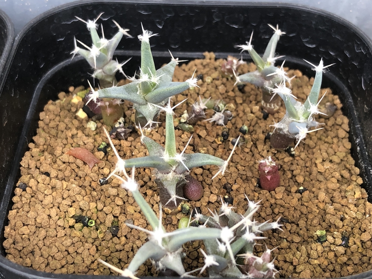 咲いた - cactuspower サボテン日記