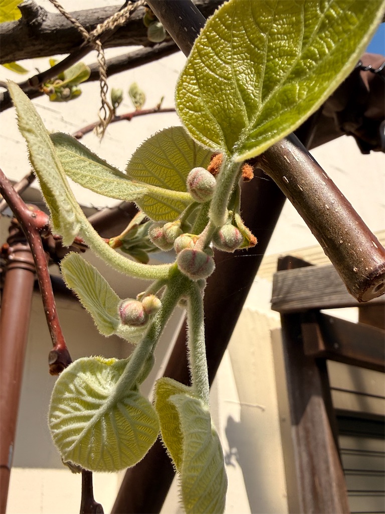 キウイ「紅妃」の蕾と雄木「早雄」 - 黒猫かみゅの日記