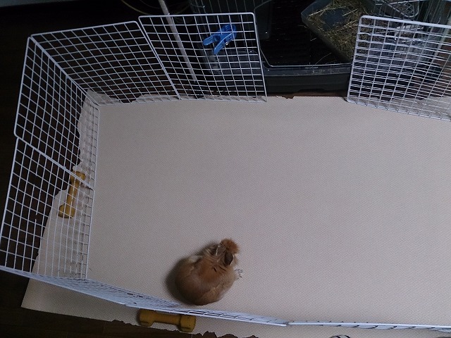 ちゃりおウサギグッズ その3！！ - chariou's diary