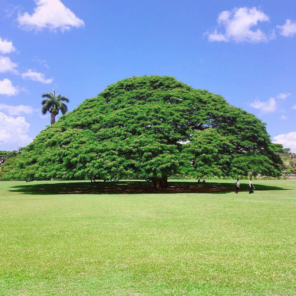 🌐《The Hitachi Tree》Honolulu, Hawaii - chayaの旅ブログ