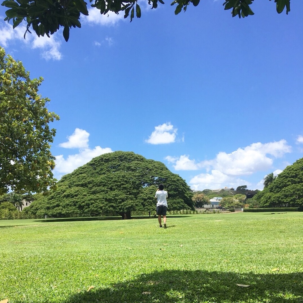 🌐《The Hitachi Tree》Honolulu, Hawaii - chayaの旅ブログ