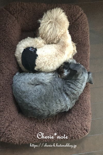 M.シュナウザー Leef 検査結果の話 - Cherie* note -2018-