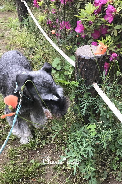 M.シュナウザー Leef 14歳、あるがまま - Cherie* note -2018-