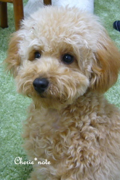 Happy Birthday Coconut！ - Cherie* note -2018-