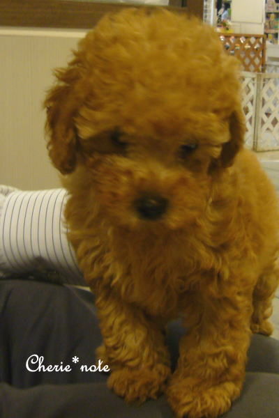 Happy Birthday Coconut！ - Cherie* note -2018-