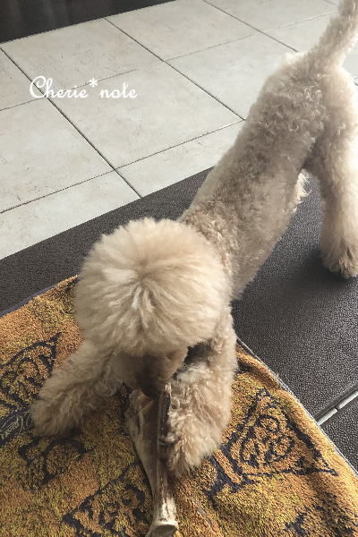 トイプードル Coconut 自由時間 - Cherie* note -2018-