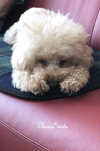 トイプードル Coconut 自由時間 - Cherie* note -2018-