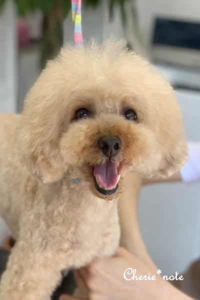 トリミング・楽しそうな Coconut - Cherie* note -2018-