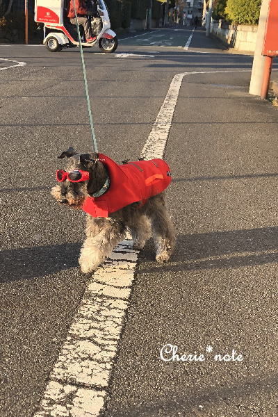 初詣、Leef と Coconut と・・ - Cherie* note -2018-