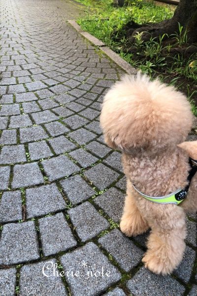 ツンデレ Coconut - Cherie* note -2018-