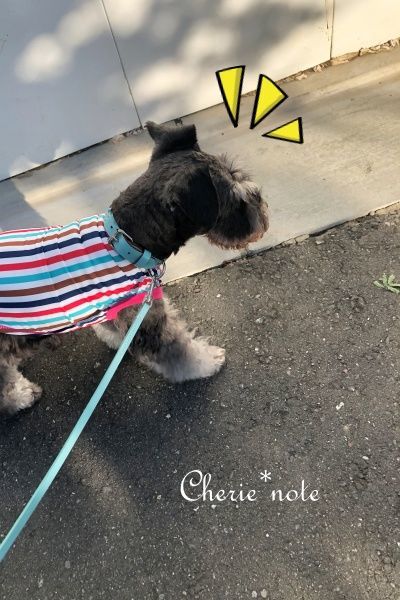 M.シュナ Leef 15歳、9月の散歩 - Cherie* note -2018-