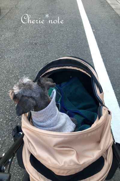 M.シュナ Leef 15歳の気力 - Cherie* note -2018-