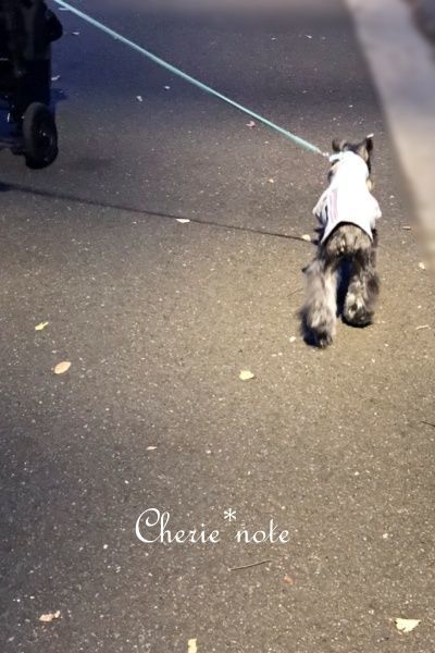 M.シュナ Leef 15歳の気力 - Cherie* note -2018-