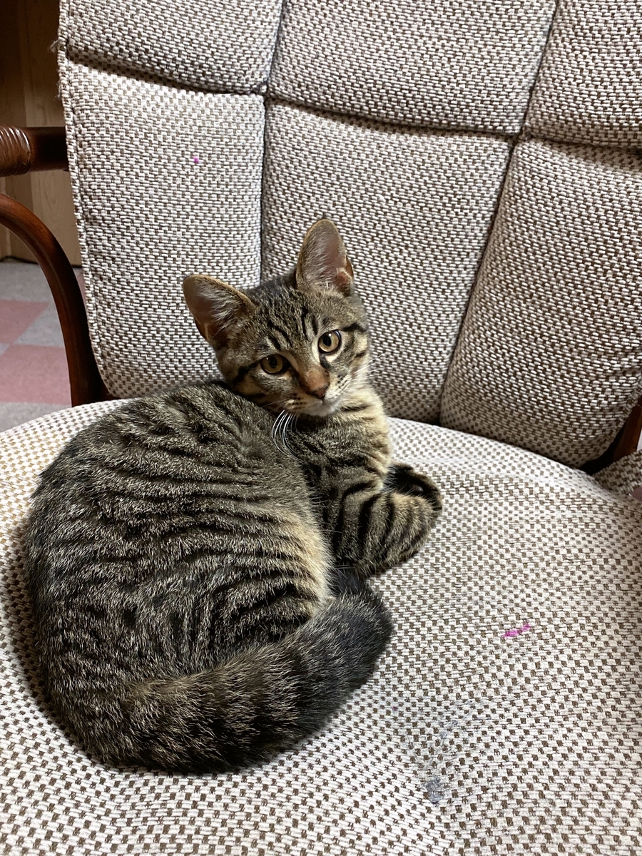 飼い猫きっきの紹介 - きっきとからぴの日常