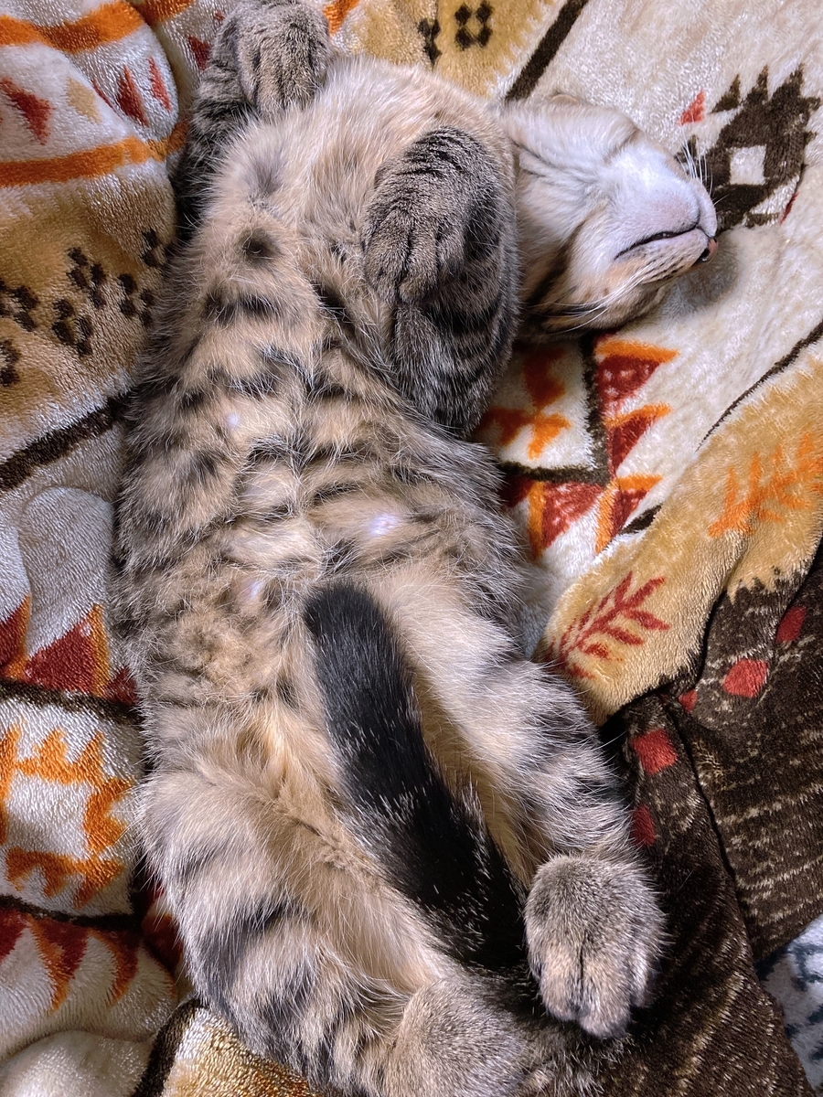 猫の寝方が凄い - きっきとからぴの日常