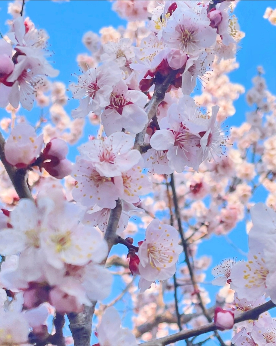 春〜♡♡♡ - chie's journal