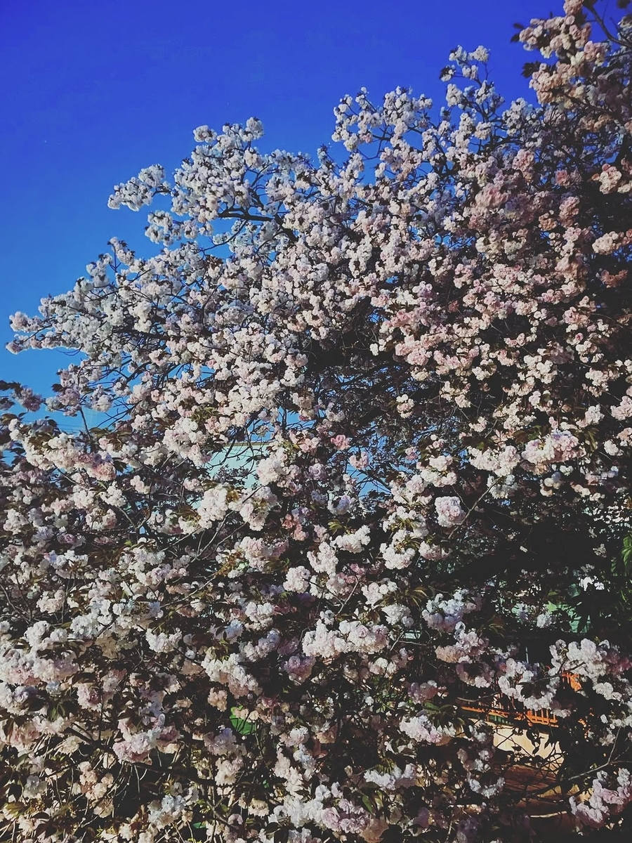 いい季節 - chie's journal