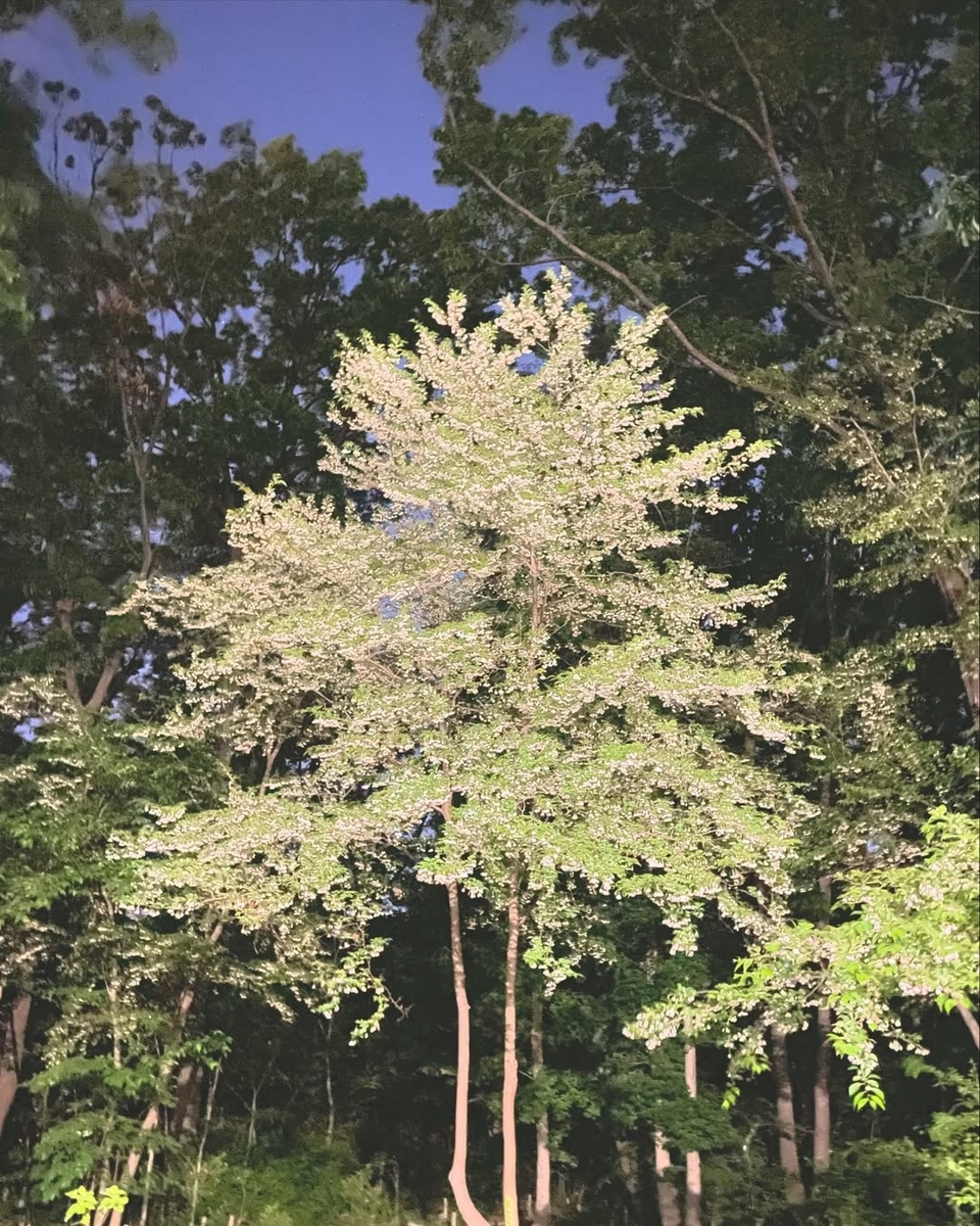 満開〜 - chie's journal