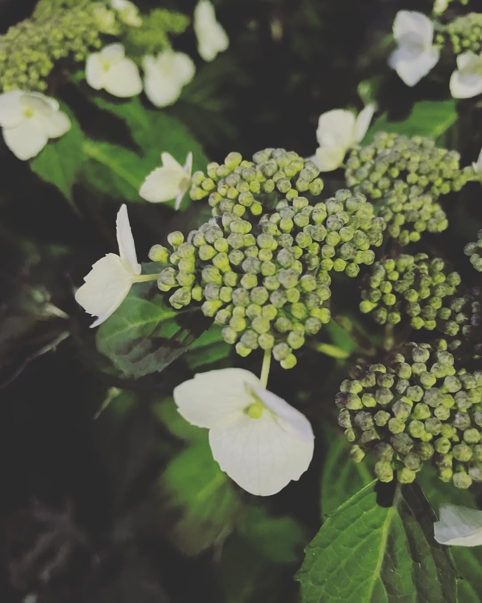 色づく前のアイボリー - chie's journal