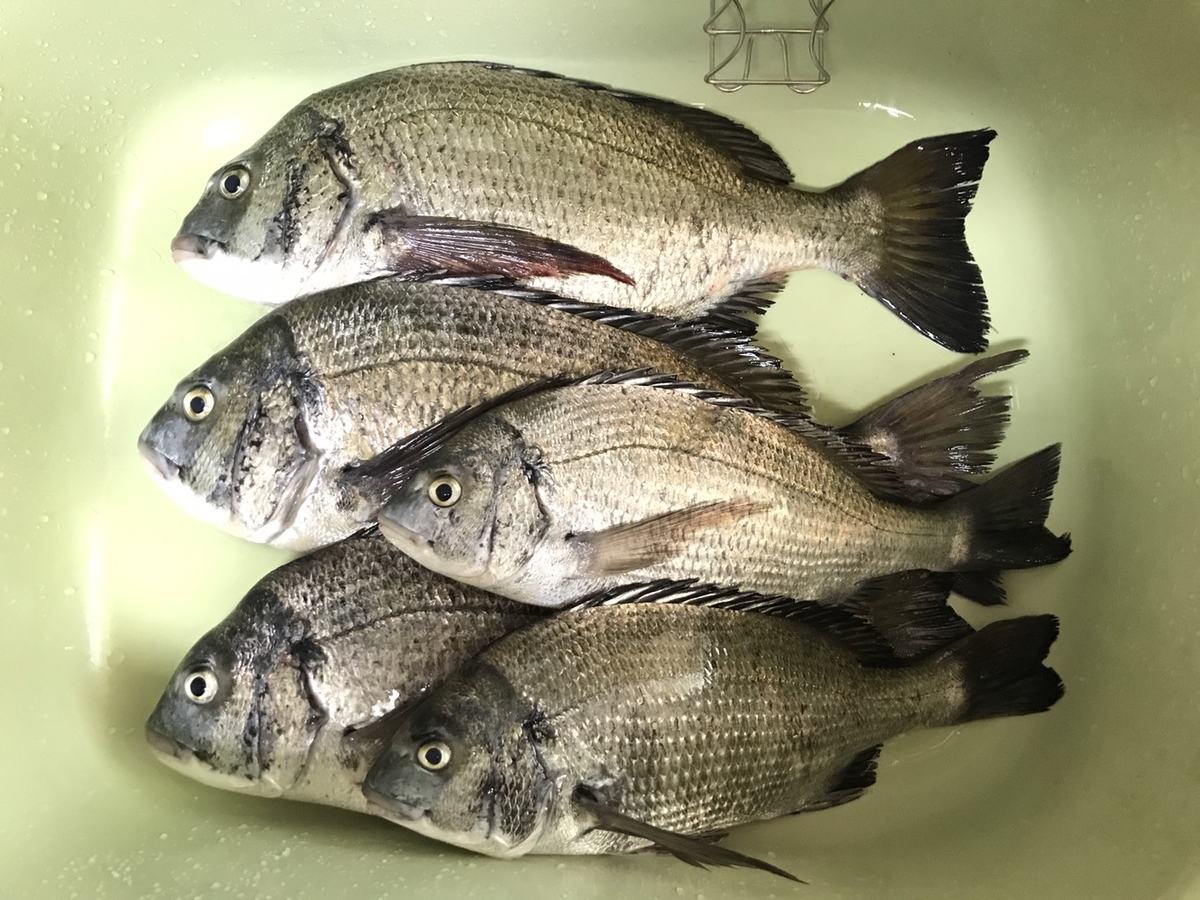 これはフカセか前打ちか！？九十九里・片貝漁港③ - 釣りバカ クロダイ日報＠千葉