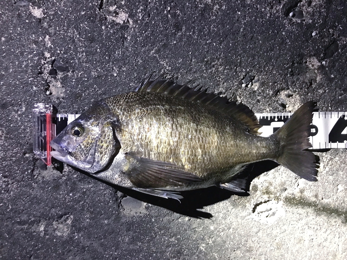 久しぶりの本気のグレ釣り続編…その結果は！？ - 釣りバカ クロダイ日報＠千葉