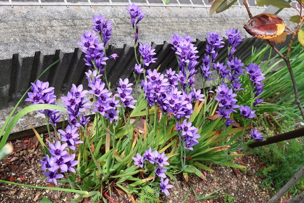 イロイロ。。。