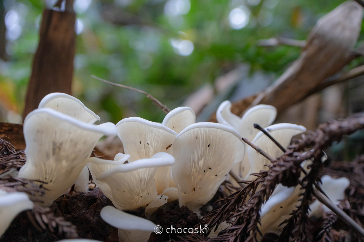 【きのこ図鑑】白いきのこって何があるの？美しい白のきのこたちをご紹介！ - 関東きのこの会 きのこ情報ポータルサイト