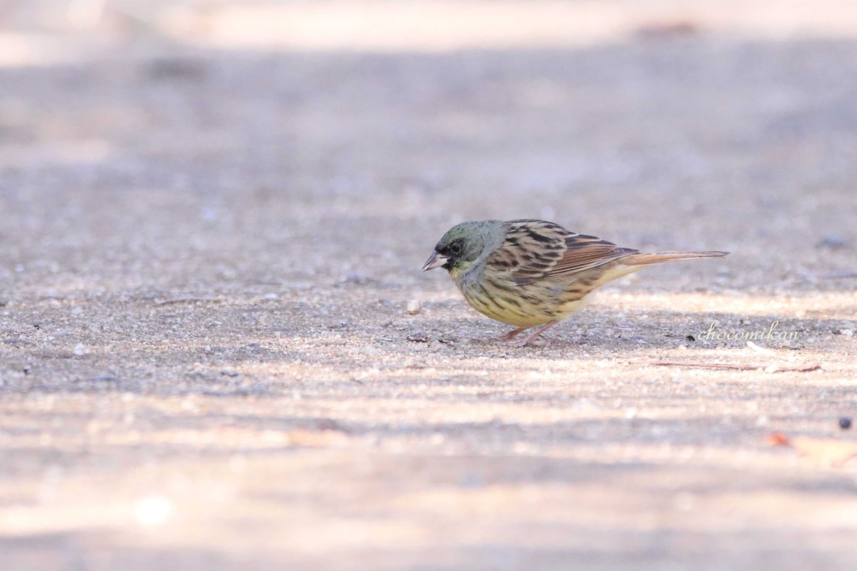 はらぺこアオジさん - Things a little bird told me