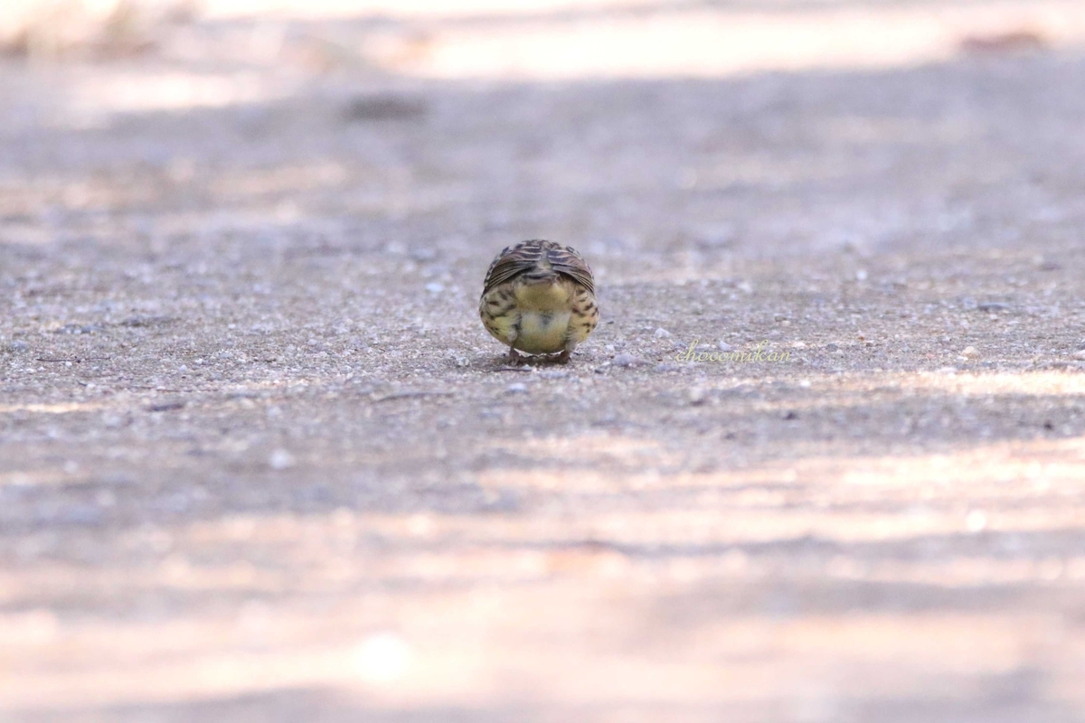 はらぺこアオジさん - Things a little bird told me