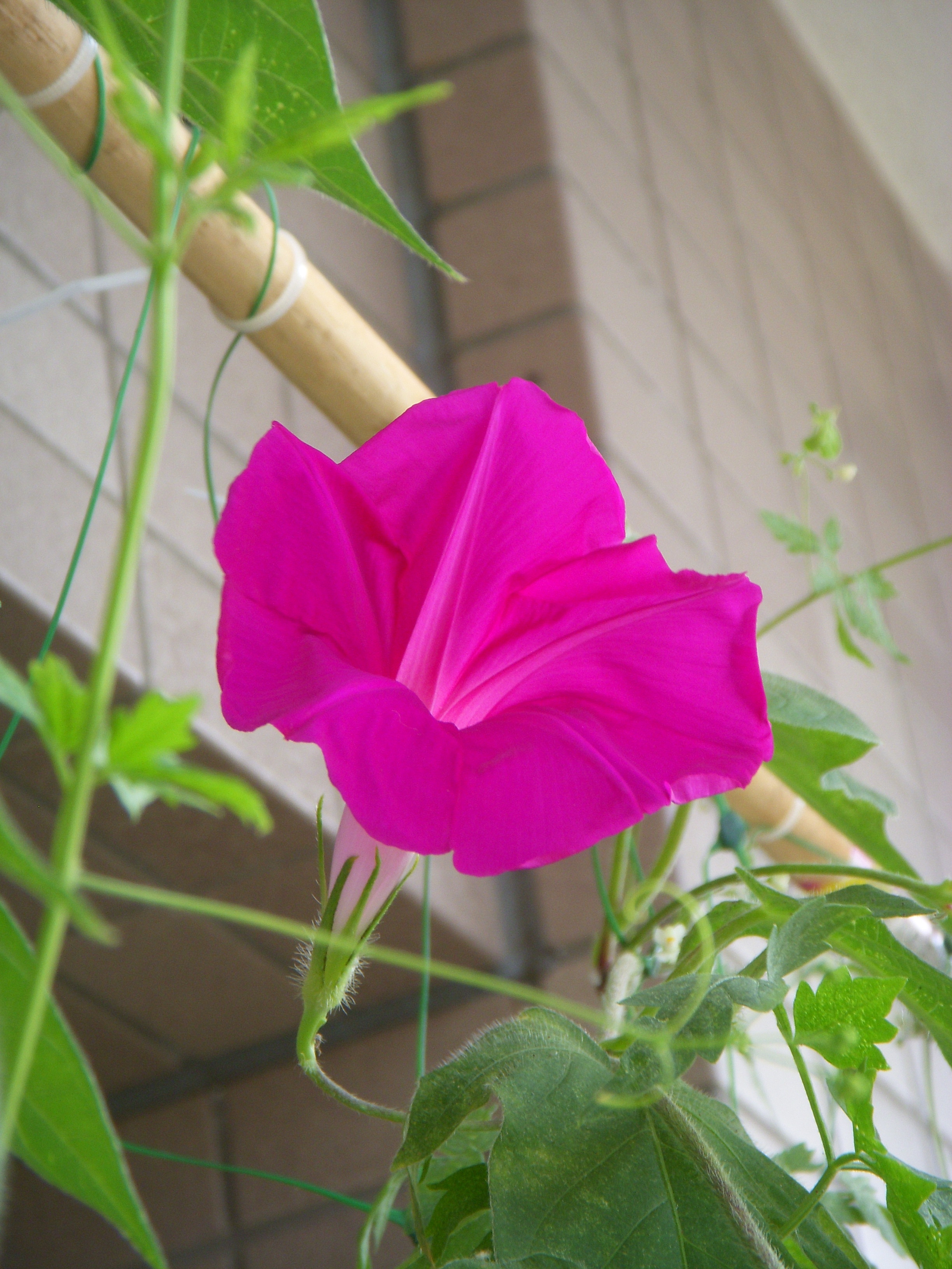 Manma - JungleKey.in Image