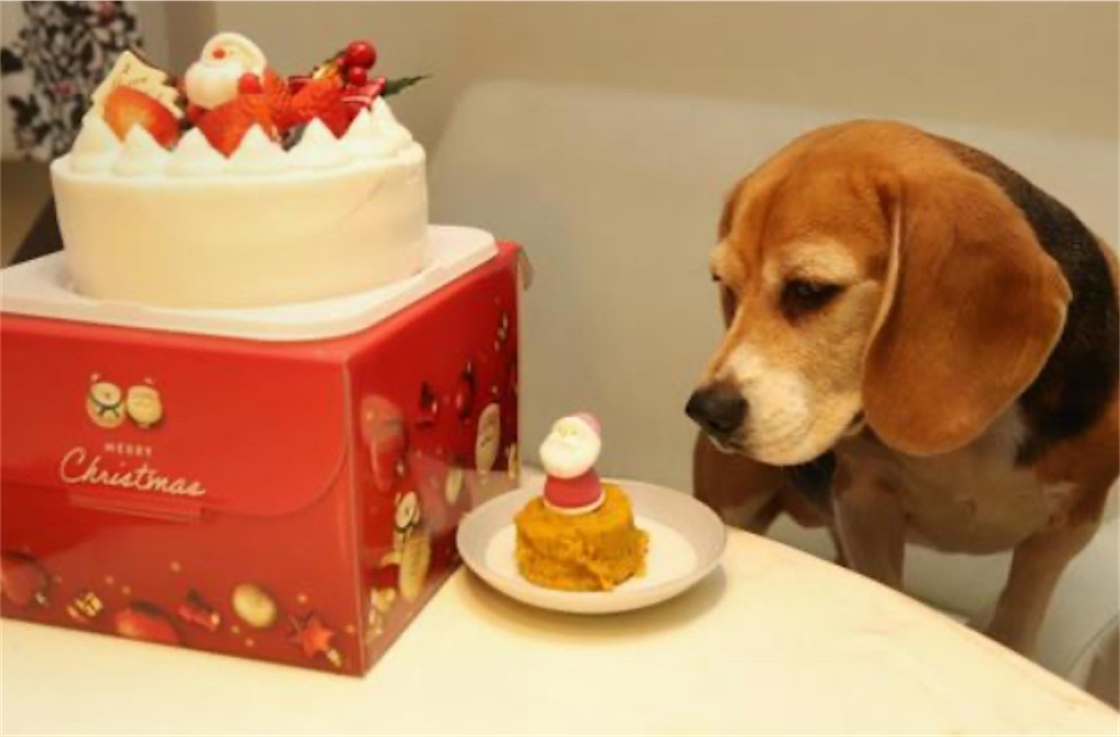 「また食べなかった・・」好き嫌いが多い愛犬も完食！”うちの子専用”ケーキとは？ - chou_chou_dog’s diary