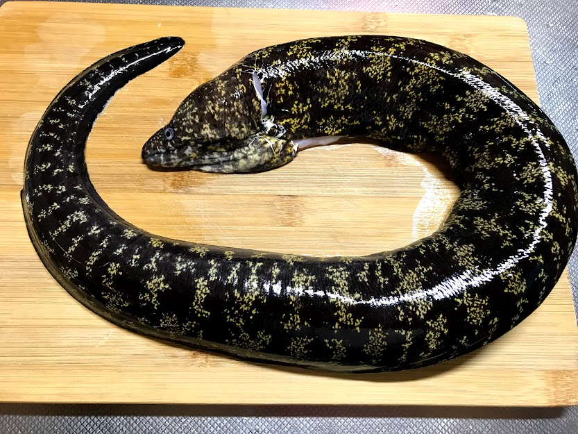 ウツボが釣れた！！ので美味しく頂いた話【伊豆半島・八幡野港】 - 30歳からの田舎暮らし ～伊豆に移住しました～