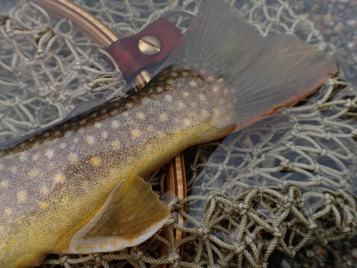 Good Loops Fly Casting School