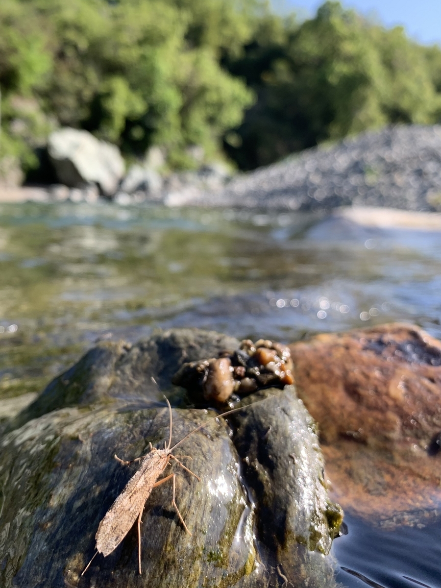 2023年5月度スクールのご案内 - Good Loops Fly Casting School