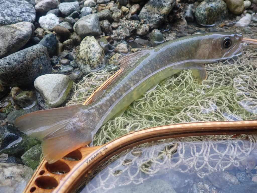 2023年10月度スクールのご案内 - Good Loops Fly Casting School