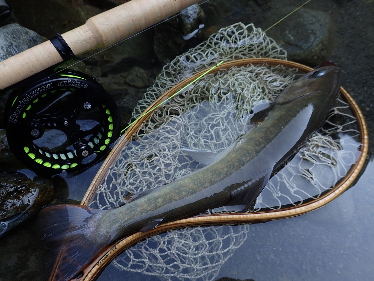 Good Loops Fly Casting School