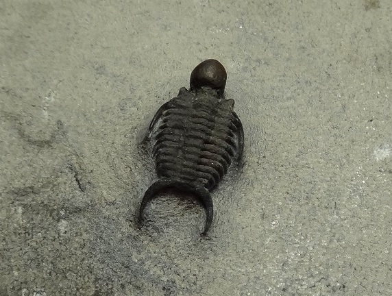 スフェロコリフェ・ロブスタ - ファコプスの館 -La Maison de Phacops