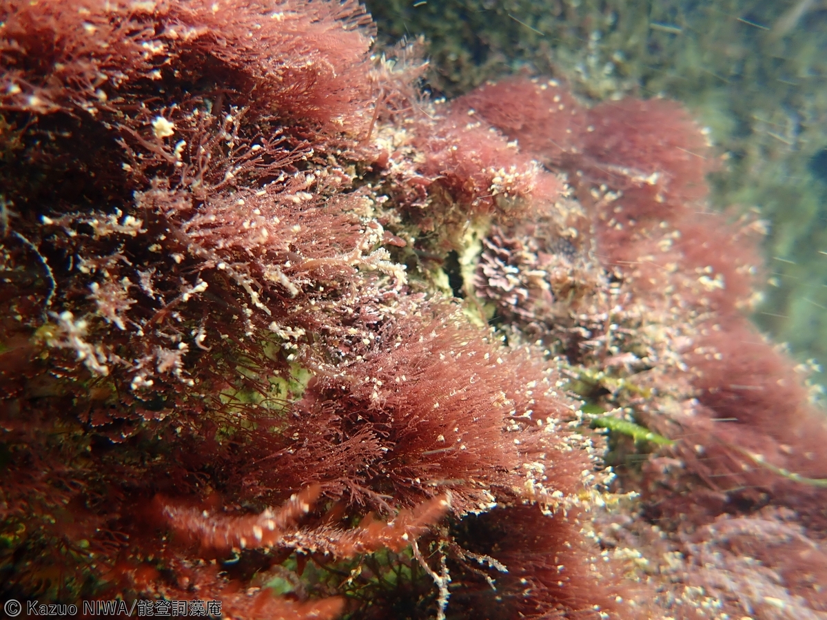 能登半島周辺の海藻