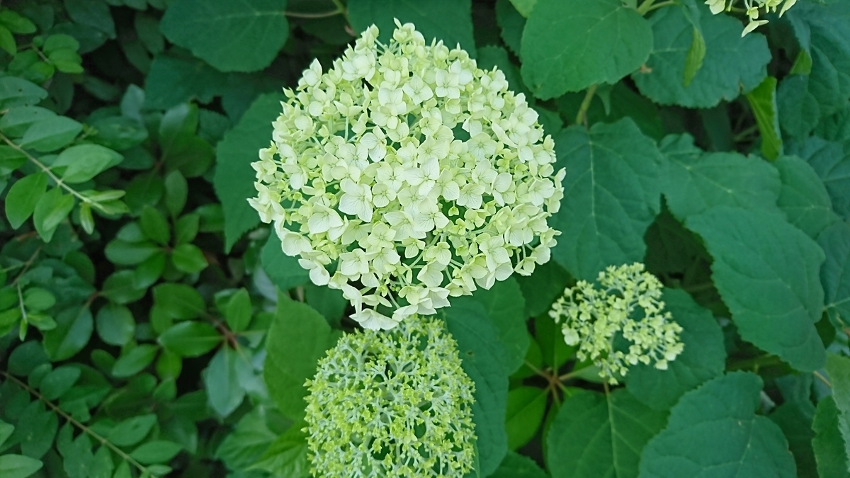 紫陽花（2026年） - Enjoy Clean Wealthy Life