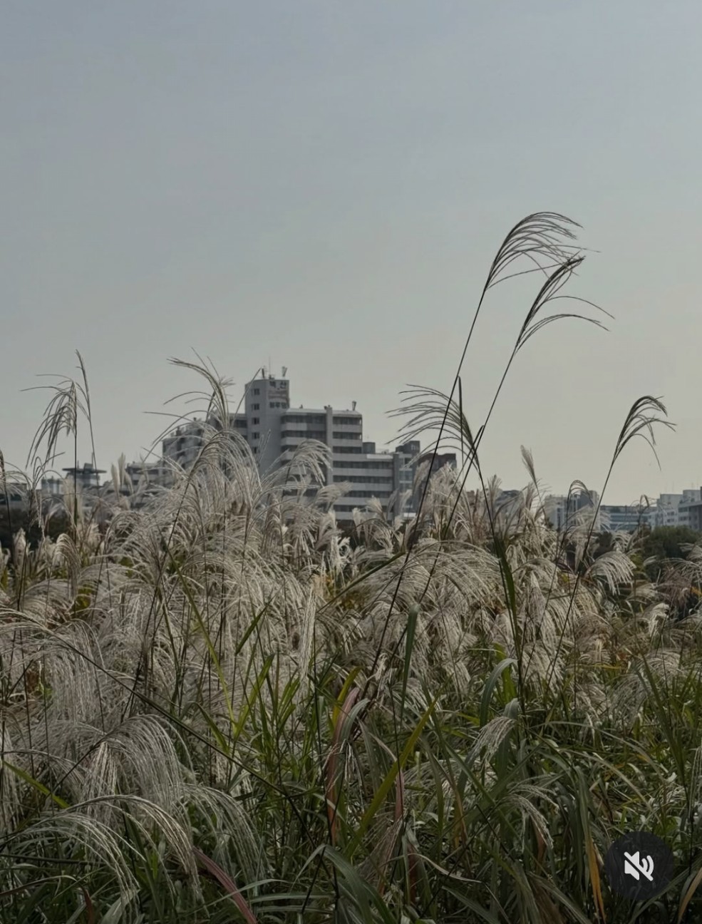 11/17 ウシクのXの呟き＆インスタグラム＆インスタストーリー写真は〜 - 『CODE-V三昧』から『MIDNIGHT DRIVE』『SANGWOO』『HADY』三昧ブログ