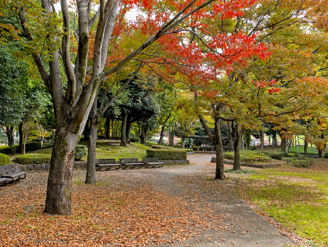 竹園西公園～つくば市とその周辺の風景写真案内（245） - computer_philosopher’s diary