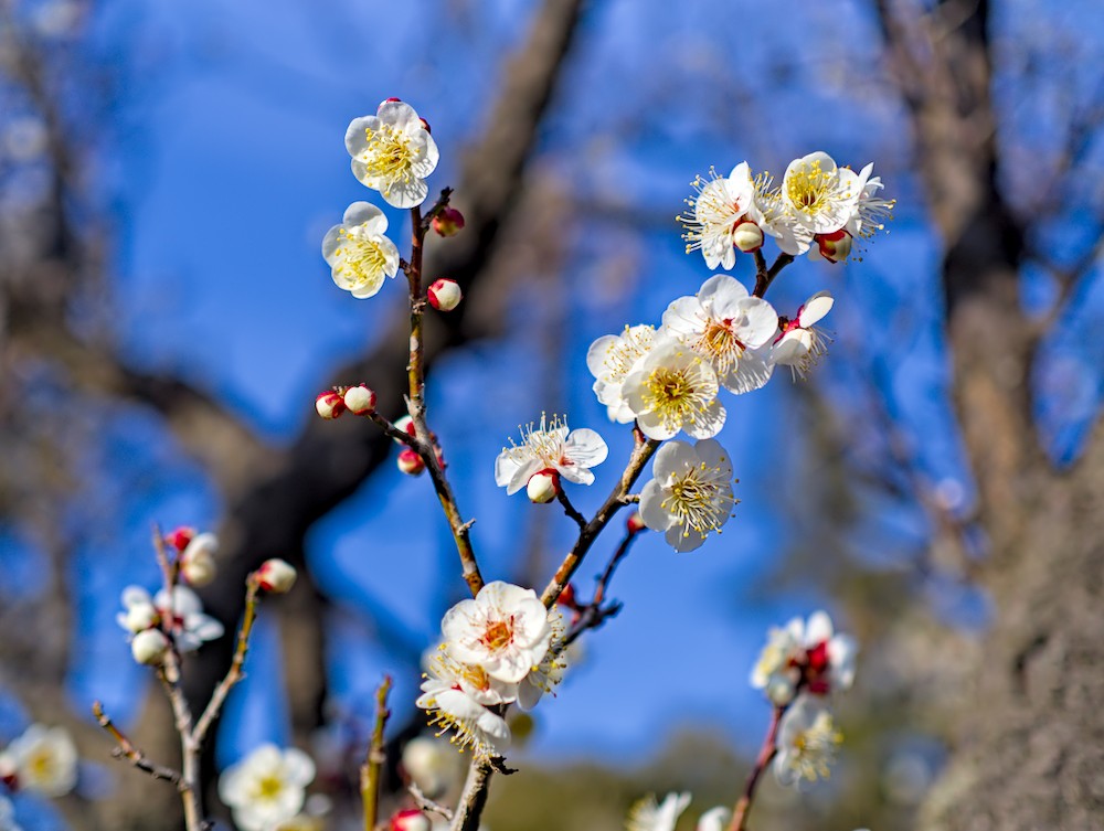 フュージョンと良い写真をめぐる考察（14） - computer_philosopher’s diary