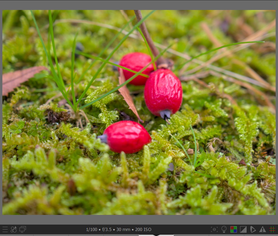 秋の写真を撮る（7）望遠マクロとマクロ（1） - computer_philosopher’s diary