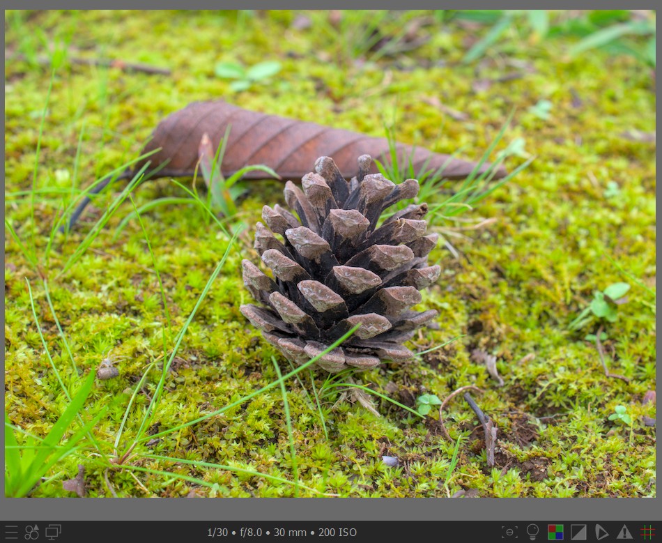 秋の写真を撮る（7）望遠マクロとマクロ（1） - computer_philosopher’s diary