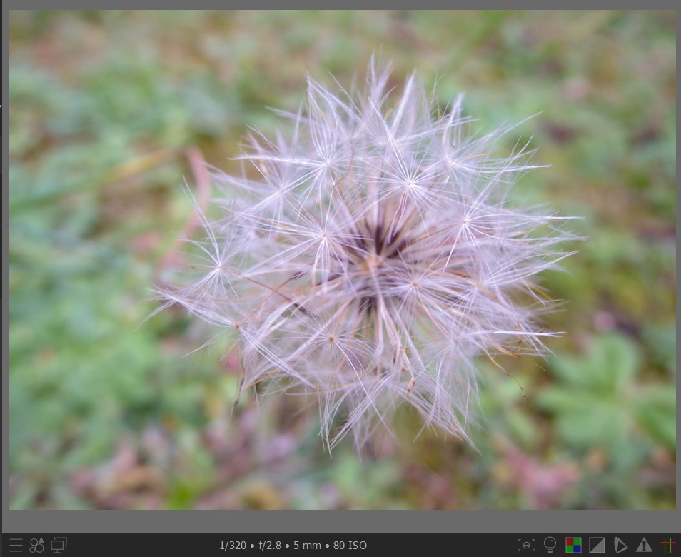 秋の写真を撮る（8）望遠マクロとマクロ（2） - computer_philosopher’s diary