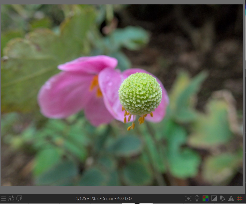 秋の写真を撮る（8）望遠マクロとマクロ（2） - computer_philosopher’s diary