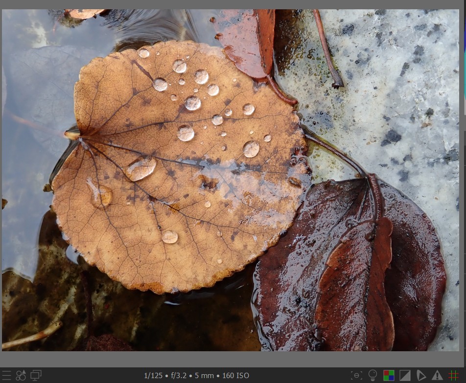 秋の写真を撮る（8）望遠マクロとマクロ（2） - computer_philosopher’s diary